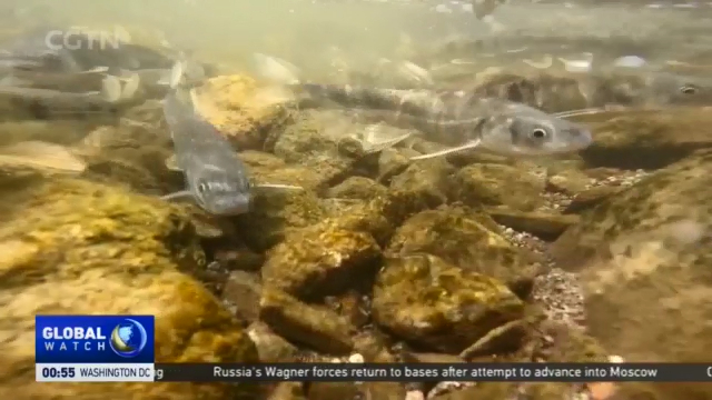Protecting Nature Locals Help Naked Carp Unique To Qinghai Lake Battle