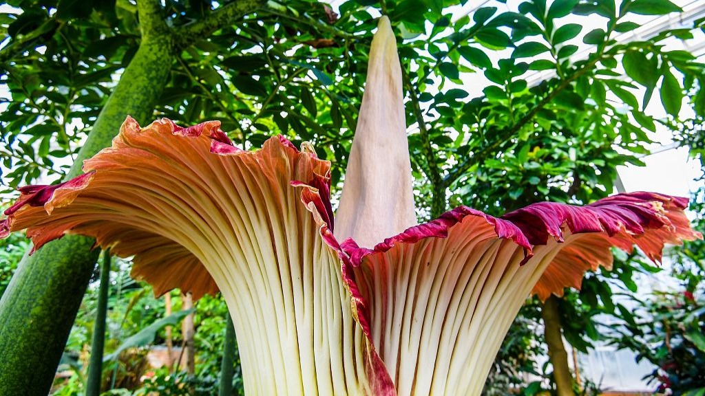 World s Largest Flower Blooms In Belgium CGTN