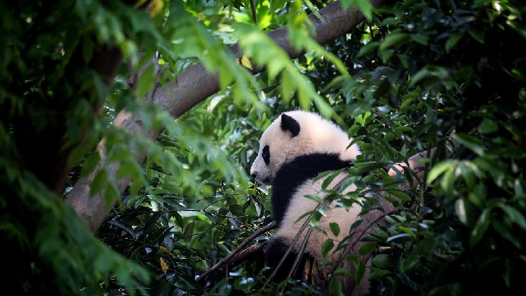 Wild giant panda spotted marking territory in SW China - CGTN