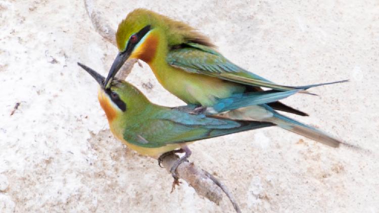 Xiamen City takes measures to protect birds during breeding season - CGTN