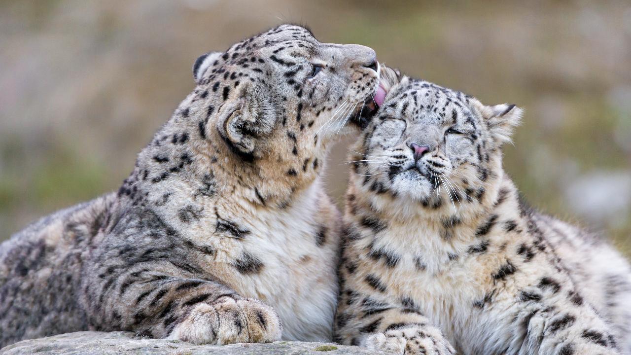Infrared cameras capture snow leopard family in NW China - CGTN