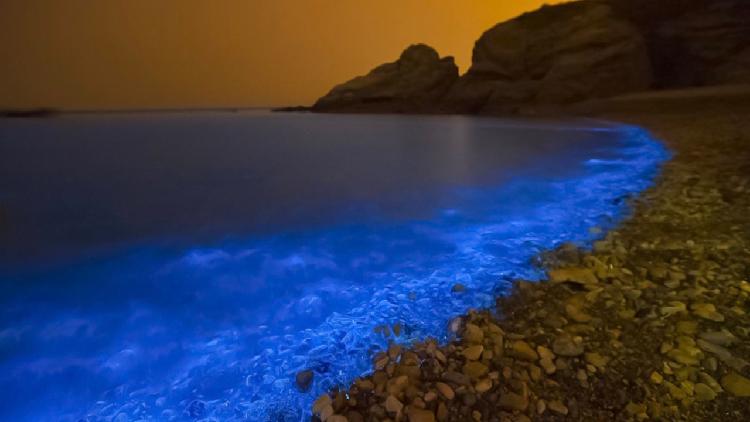 Glowing sea in Dalian - CGTN