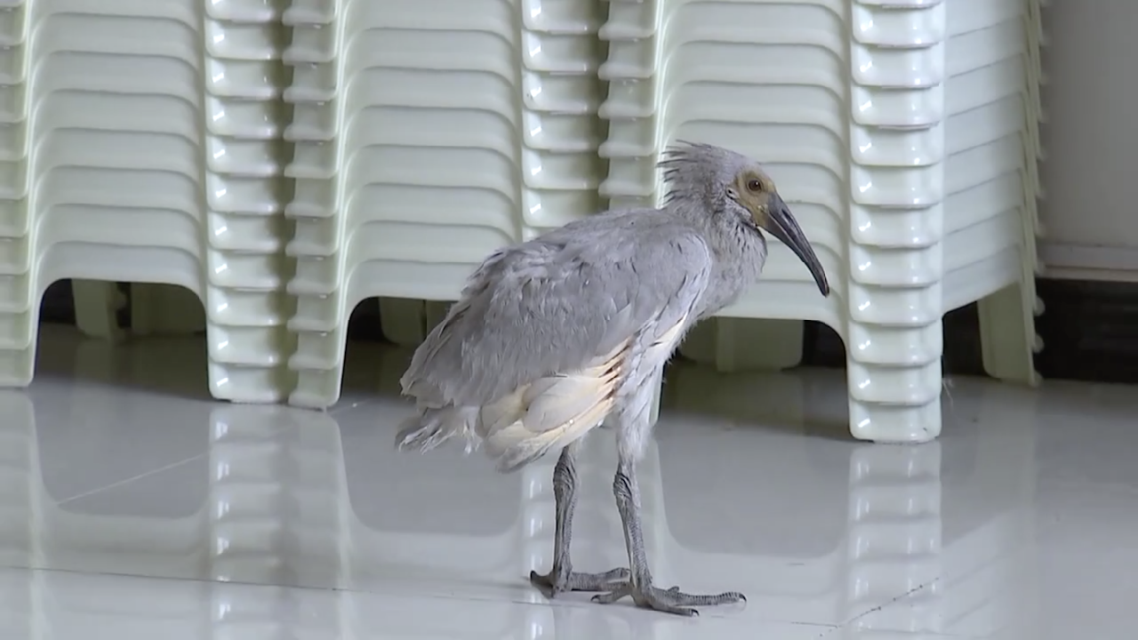 Crested ibis chick rescued in NW China - CGTN