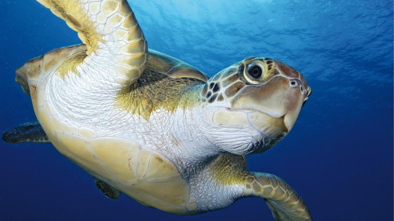 Trapped green sea turtle rescued in south China - CGTN