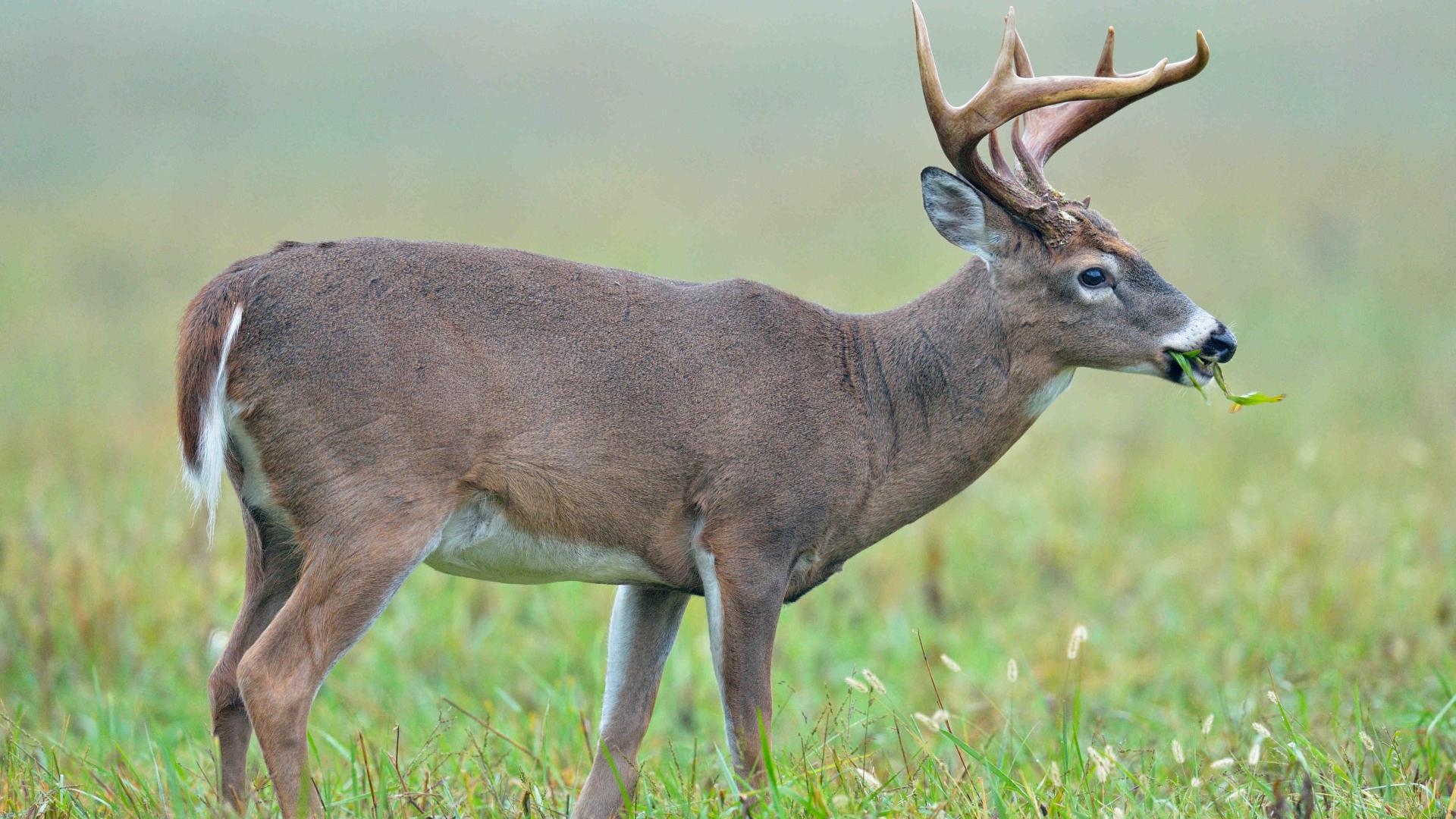 Injured white-lipped deer rescued in NW China - CGTN