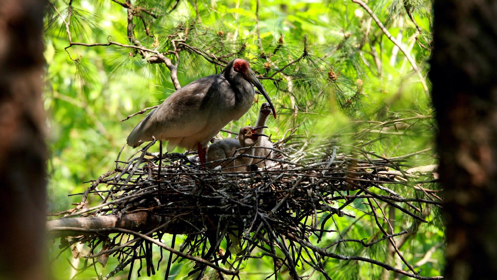 Crested ibis couple released in the wild hatches four chicks - CGTN
