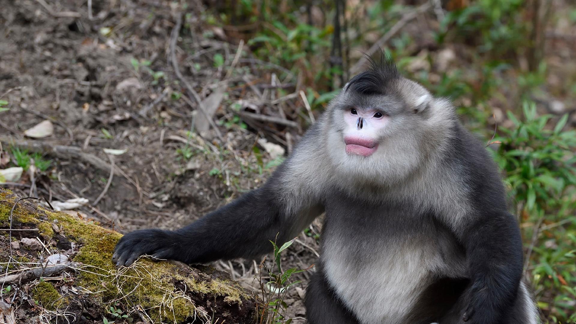 Yunnan snub-nosed monkey population grows in Tibet's Markam County - CGTN