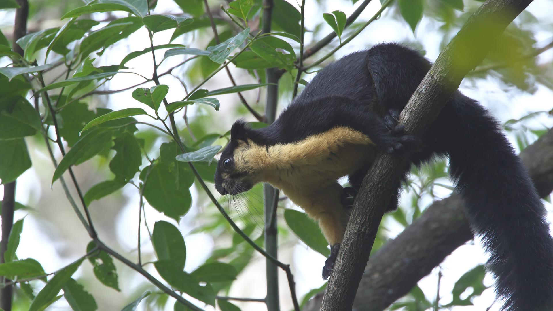 Two of the world's largest squirrels spotted enjoying food together - CGTN