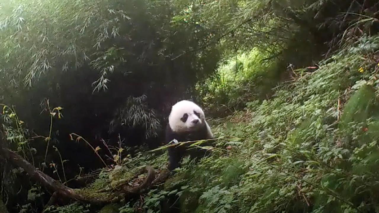 More wild giant pandas captured by infrared cameras - CGTN