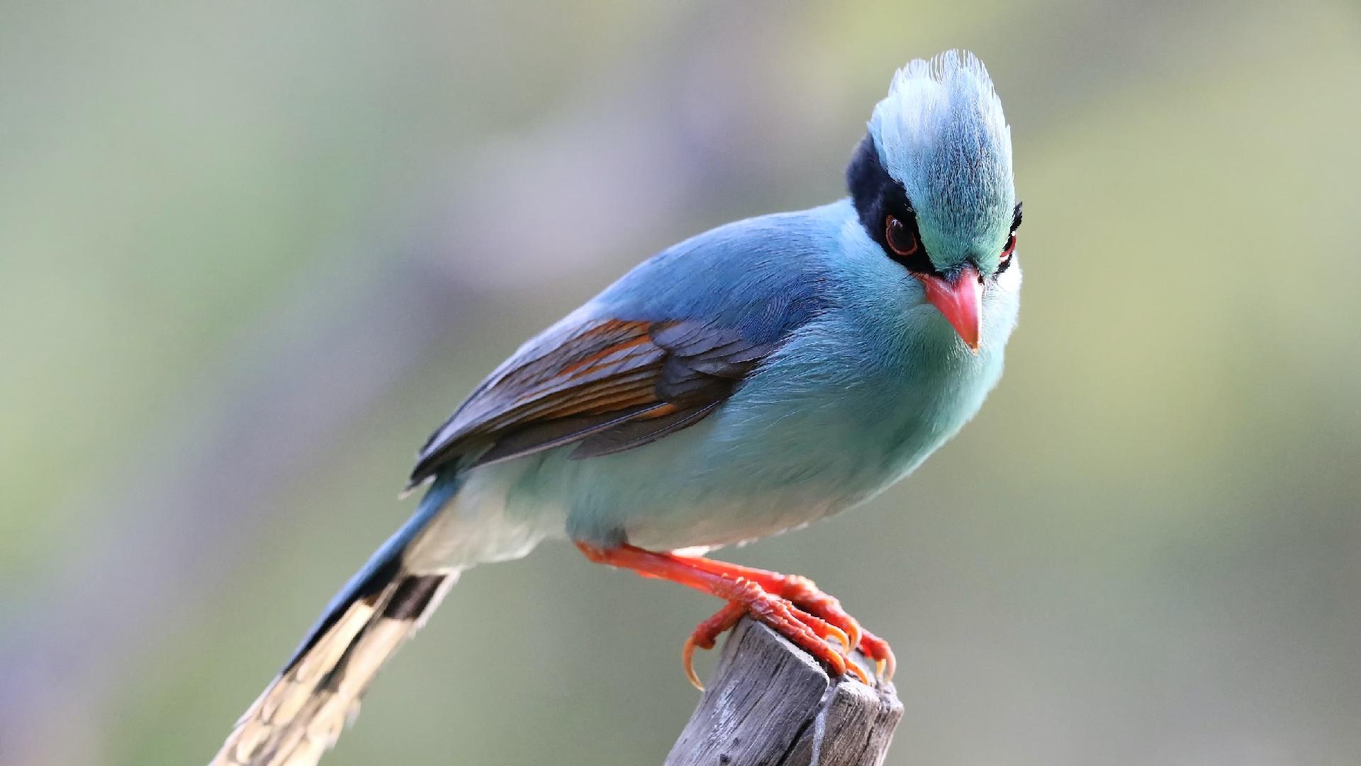 First rare magpie spotted in south China's Guangxi - CGTN