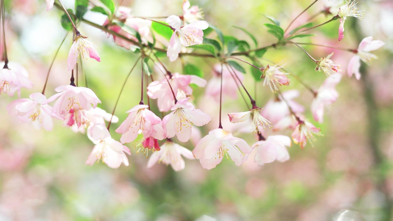 Asiatic apple flowers blossom in SW China - CGTN