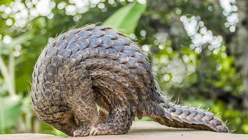 China removes pangolins from Traditional Chinese Medicine list - CGTN