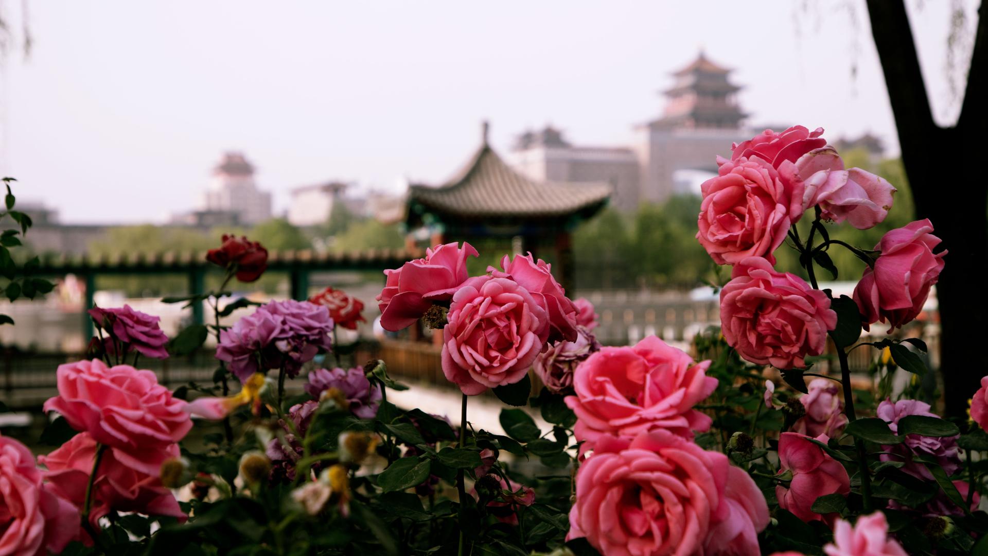 Urban nature's healing moments: A taste of summer in Beijing parks - CGTN