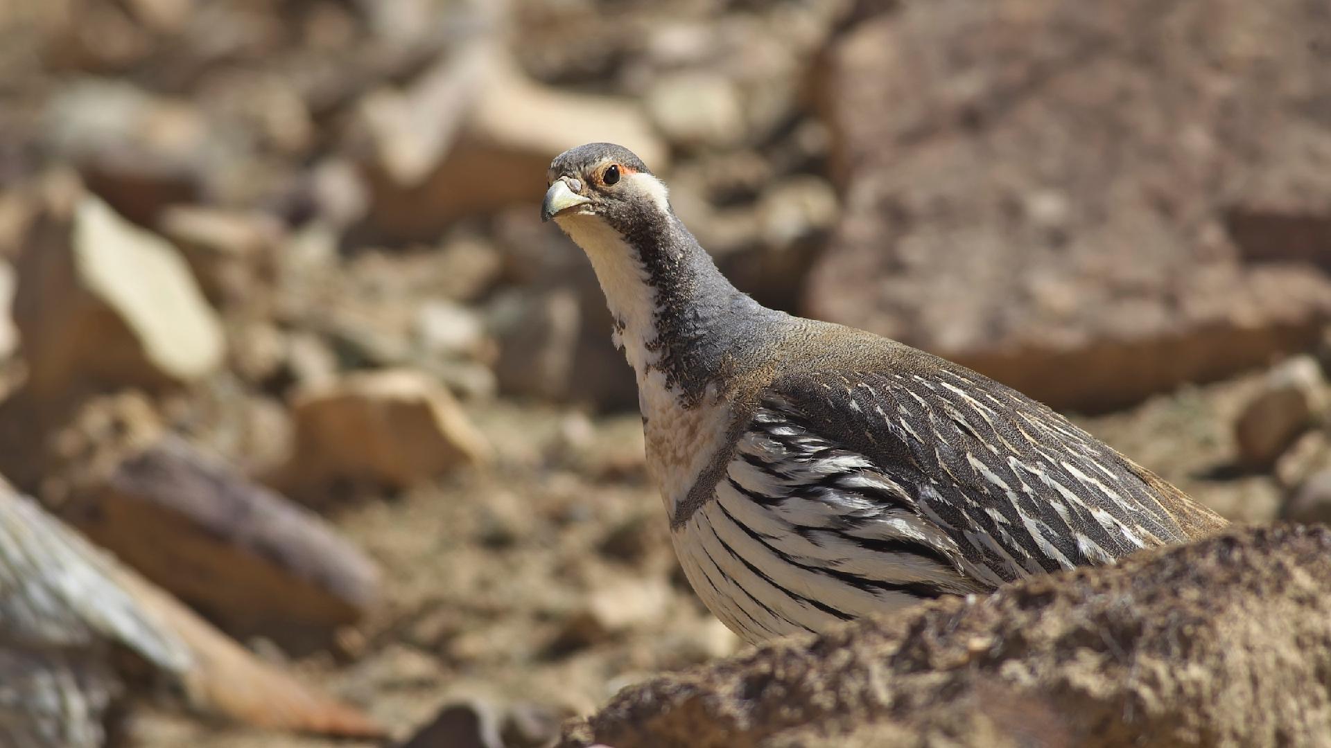 Camera captures hatching of Himalayan snowcock chicks - CGTN