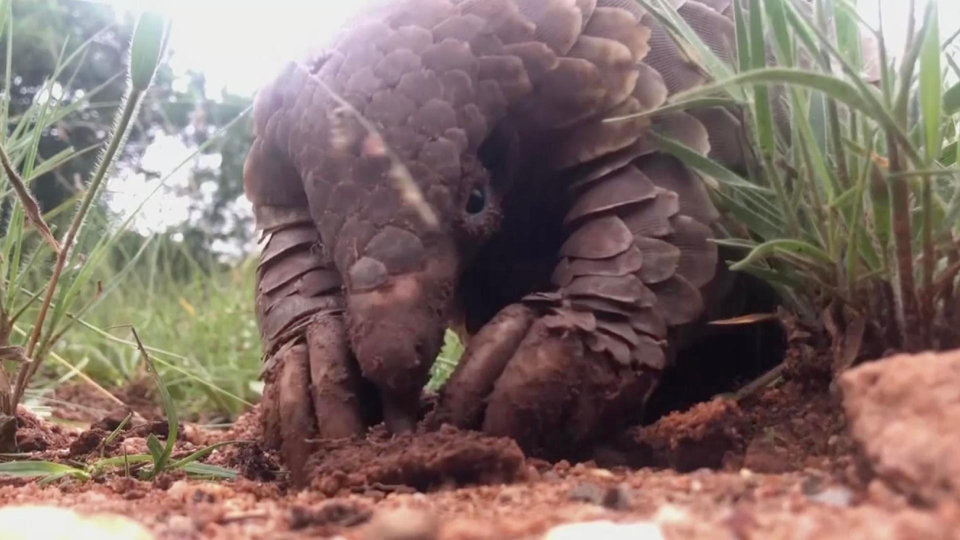 China orders pangolin protection amid COVID-19 pandemic - CGTN