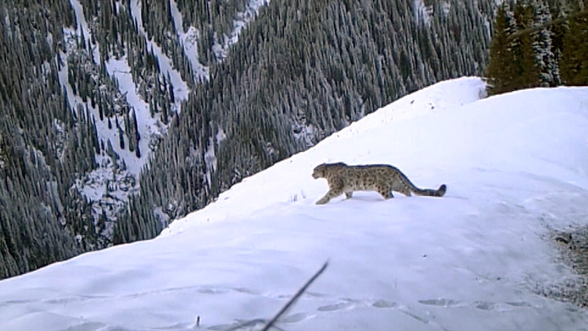 Rare footage of family of four snow leopards in NW China - CGTN