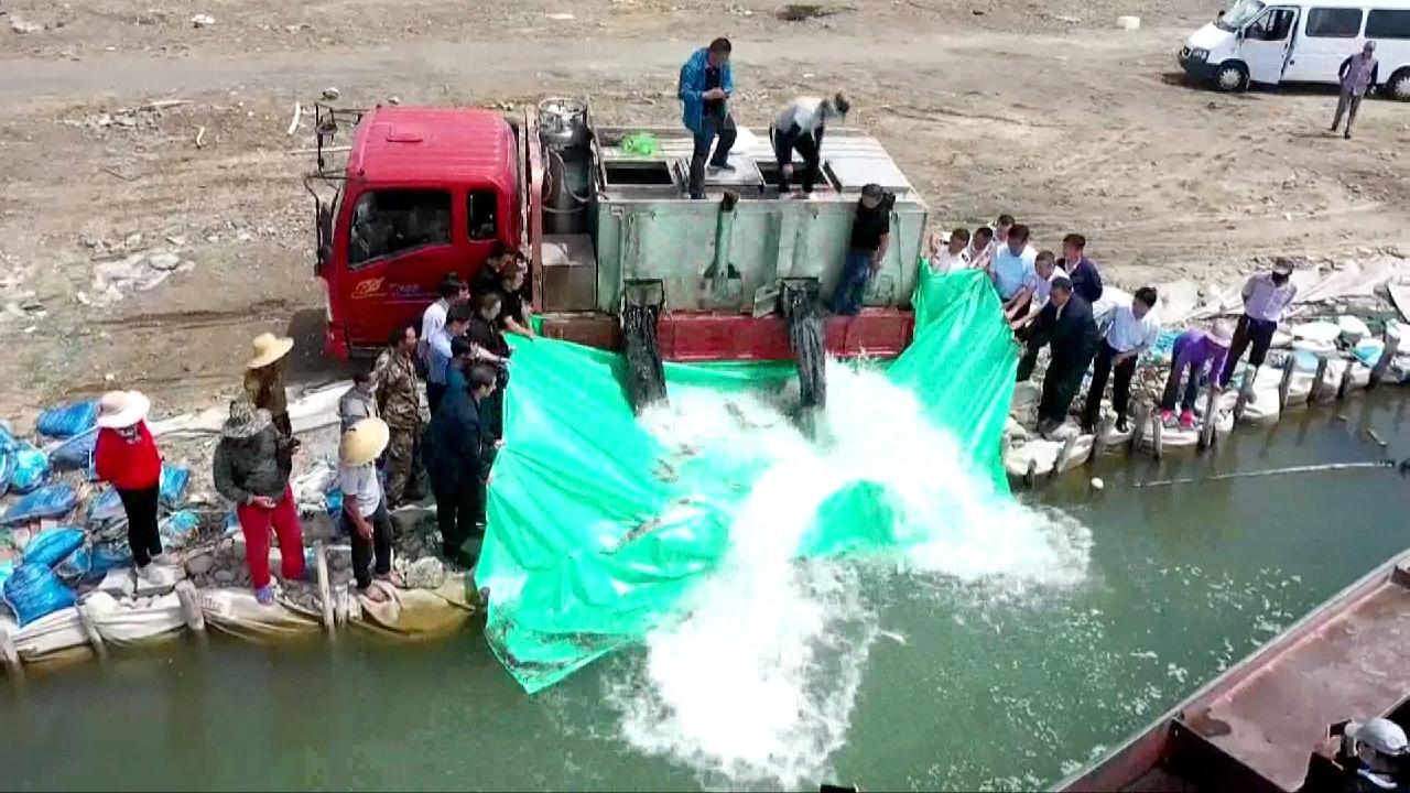 Local authorities release over 40,000 rare fish into NW China lake - CGTN