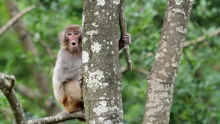 Rare footage of Assam macaques caught on camera in SW China - CGTN