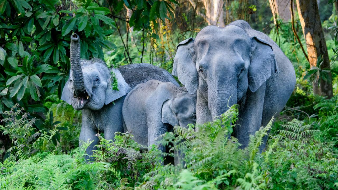 SW China village finds way to ease elephant-human conflict - CGTN