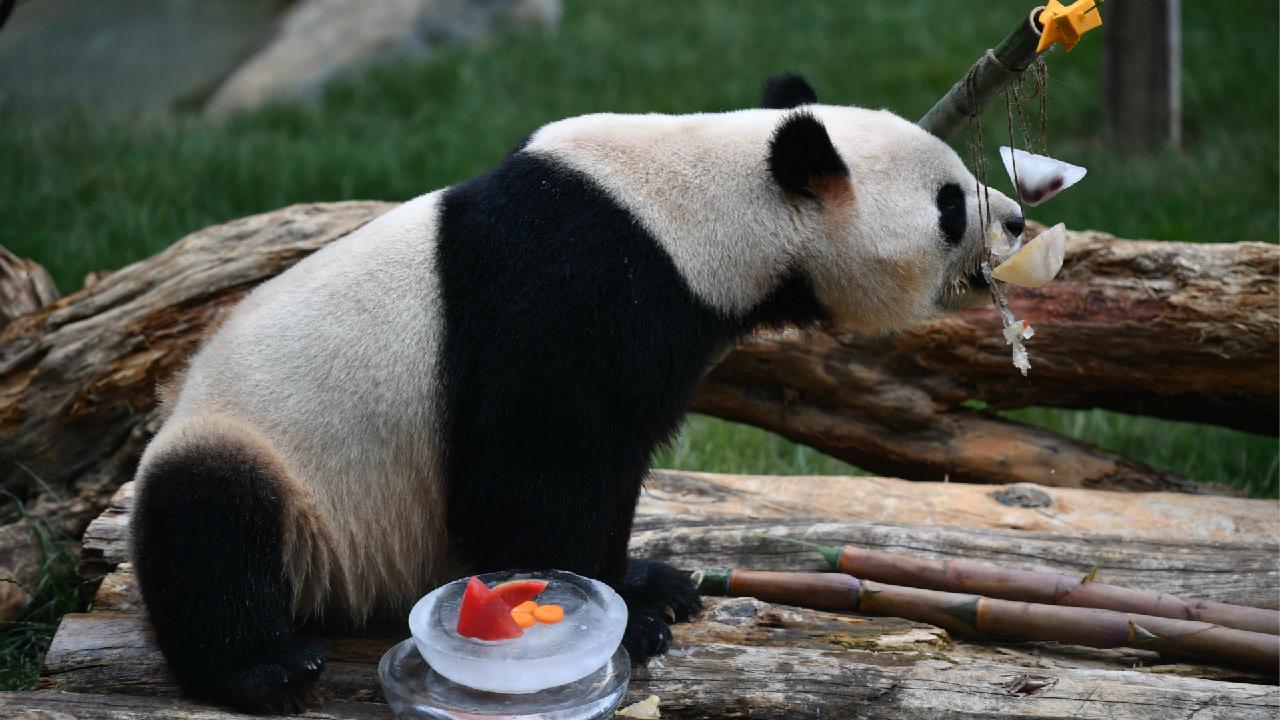 Panda gets special feast for Duanwu Festival in SW China - CGTN