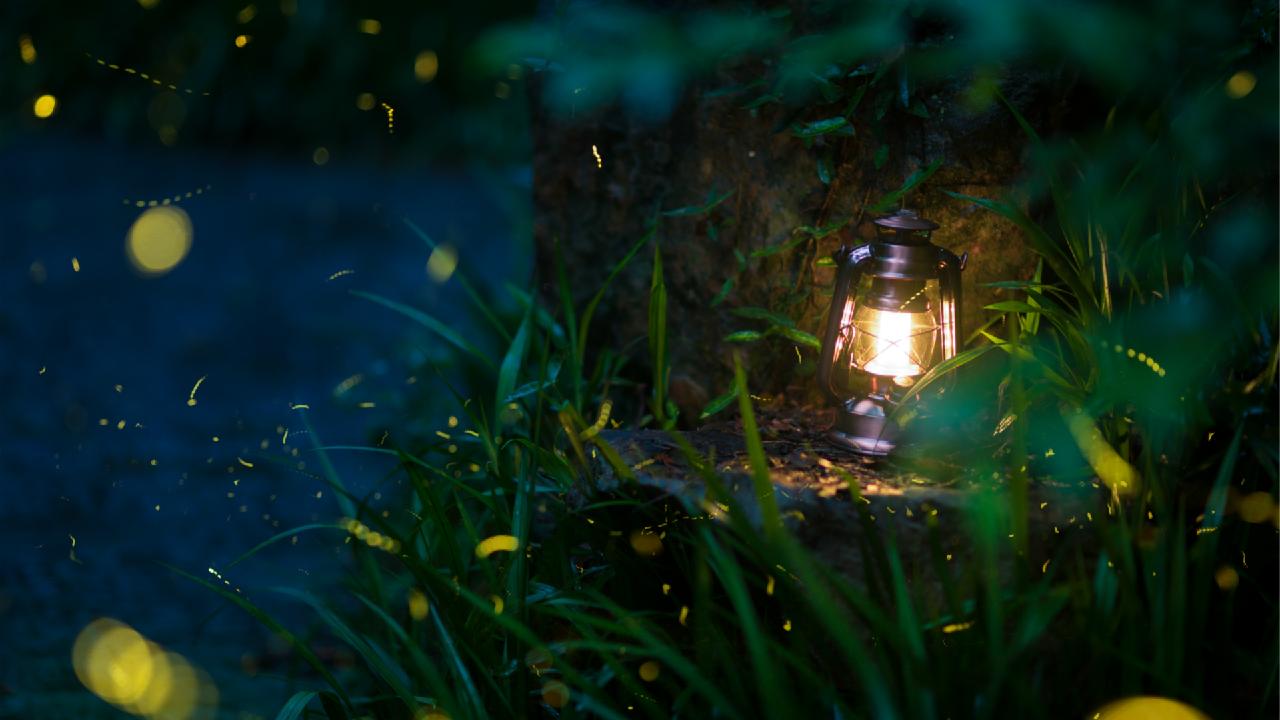 Fireflies create 'midsummer night's dream' in SW China - CGTN