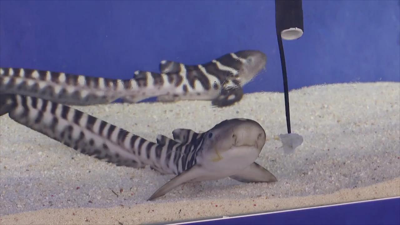 Two newborn zebra sharks make their debut in south China - CGTN