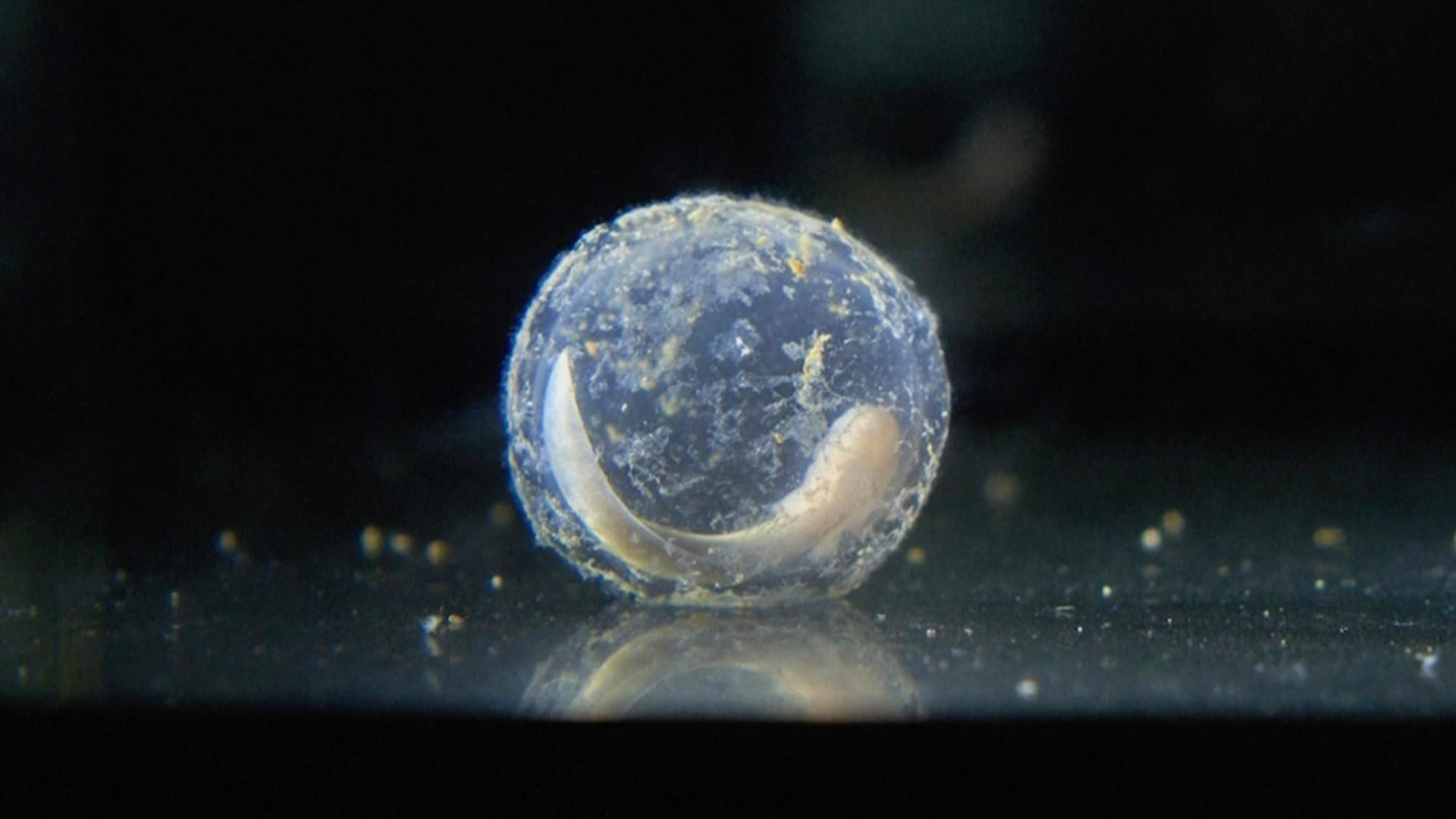 Rare baby olms in Slovenia captivate visitors - CGTN