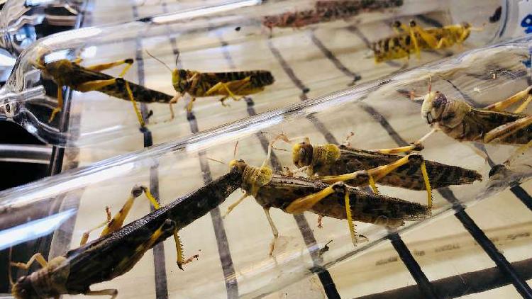 East Africa bracing for new wave of locust swarms - CGTN