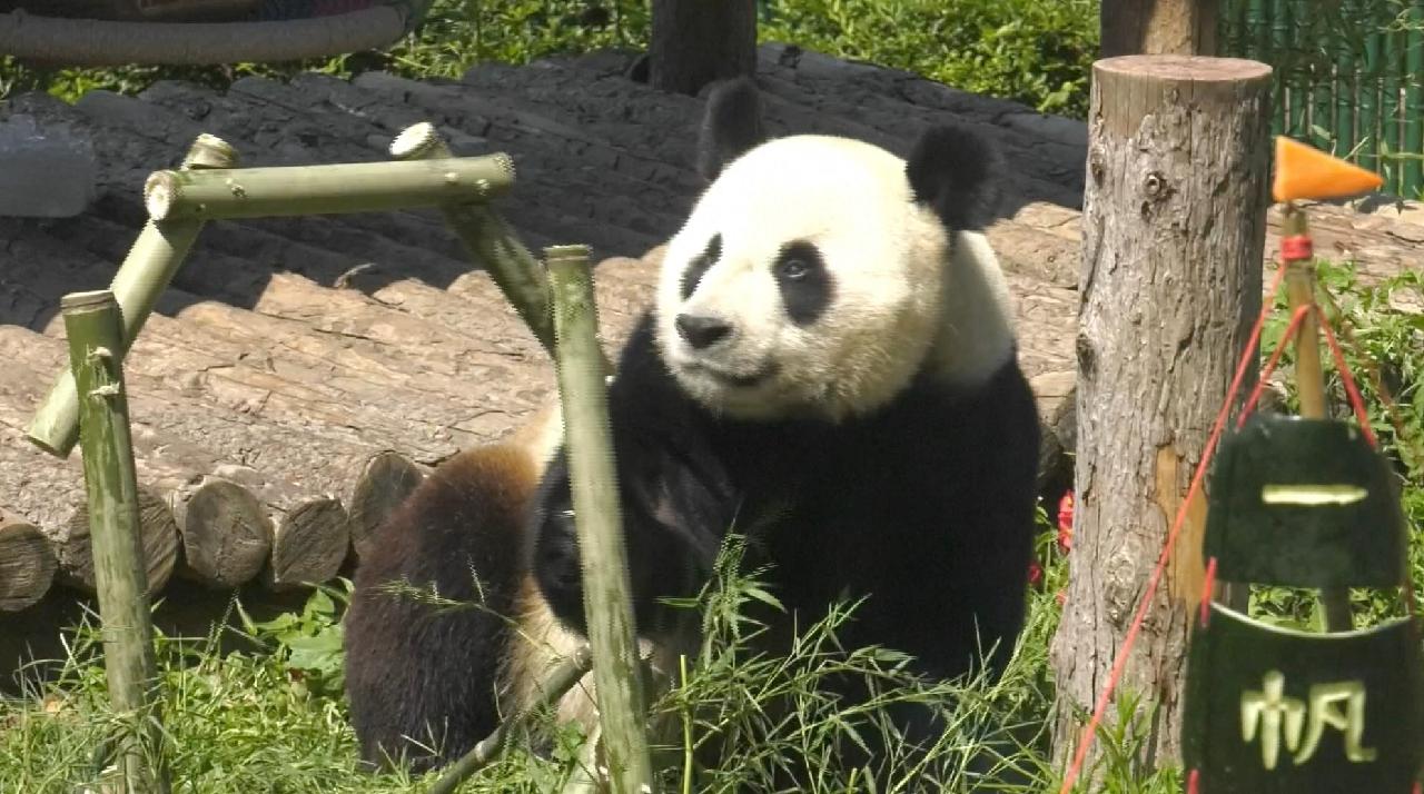 Internet celebrity panda plays naughty at his birthday party with kids ...