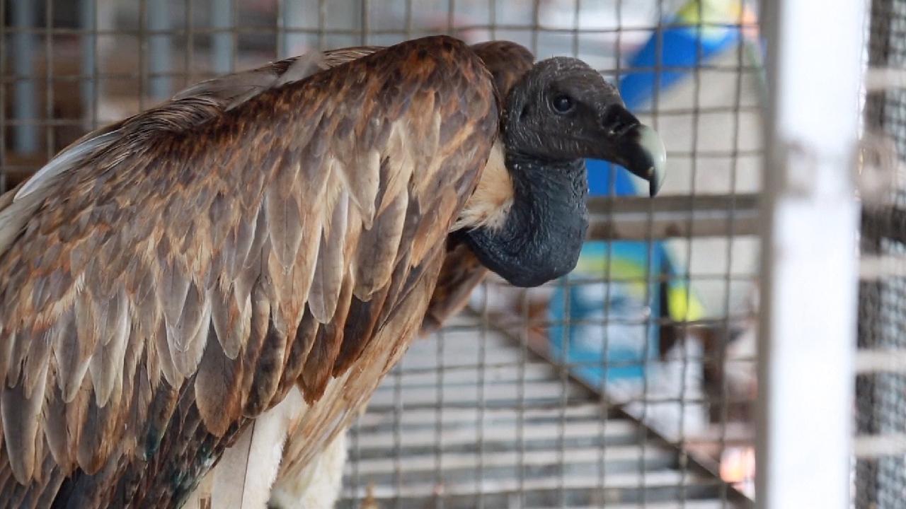 Endangered slender-billed vulture spotted in southwest China - CGTN