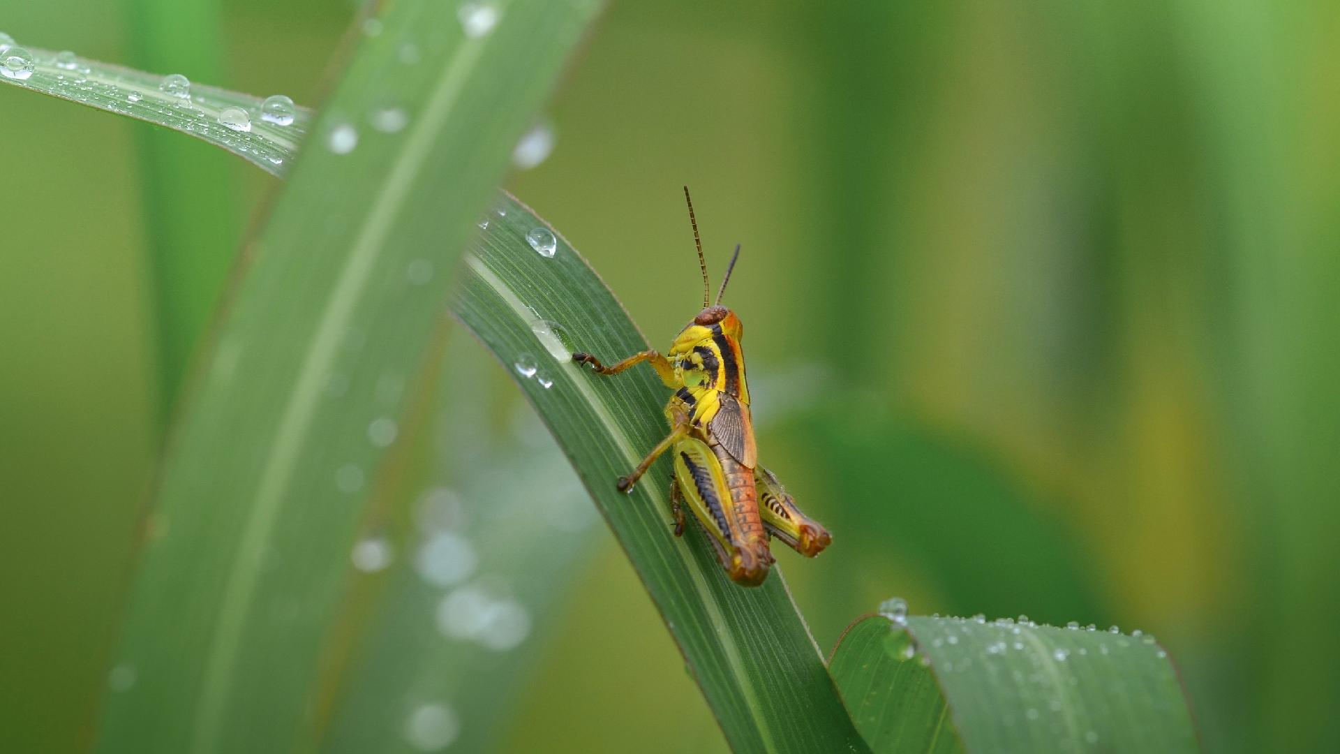 Locusts appear in southwest China's Yunnan Province - CGTN