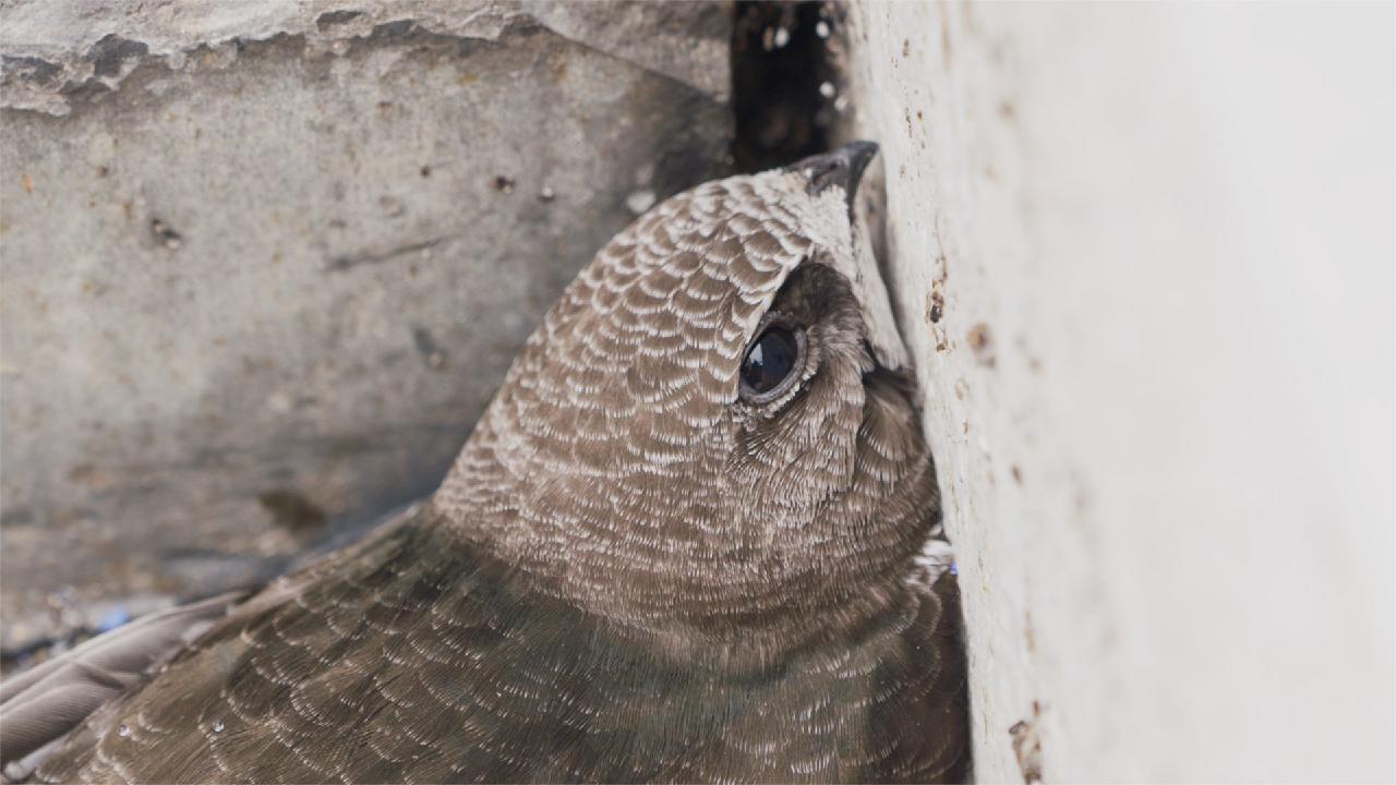 A young Beijing swift rescued at an ancient gatehouse - CGTN