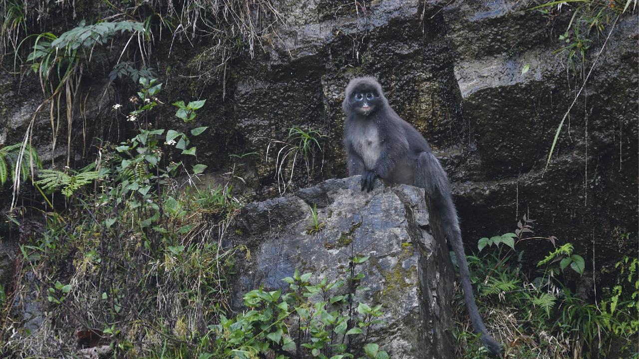 Phayre's leaf monkey released into wild in SW China - CGTN