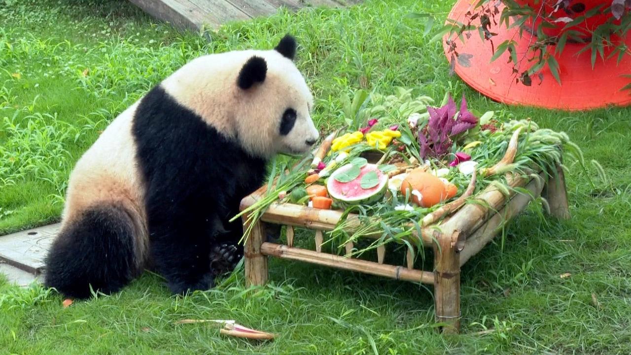 Prized panda celebrates second birthday in Shanghai - CGTN