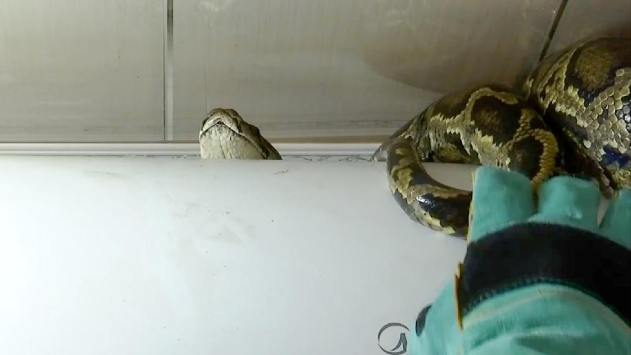 Python finds its way to a bathroom in south China - CGTN