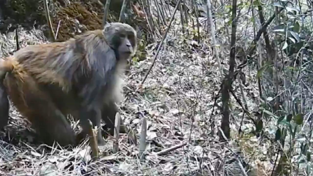 Haba Snow Mountain in SW China sees flourishing wildlife - CGTN