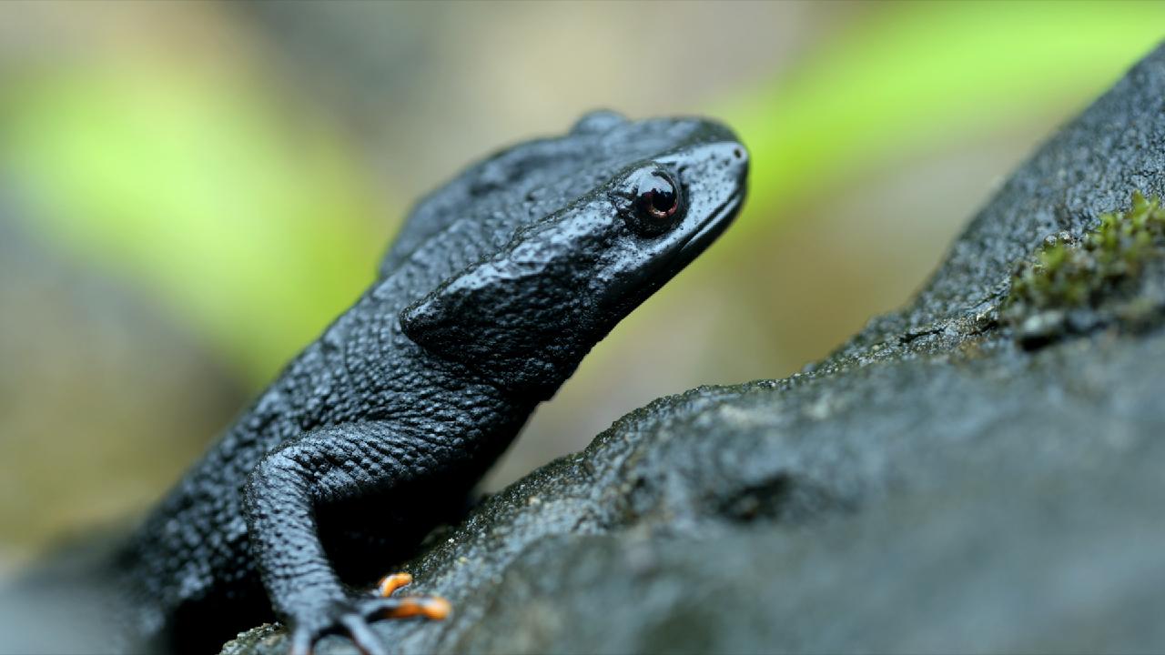 CGTN Nature: Guizhou Karst Series | Episode 8: Weather Forecaster - CGTN