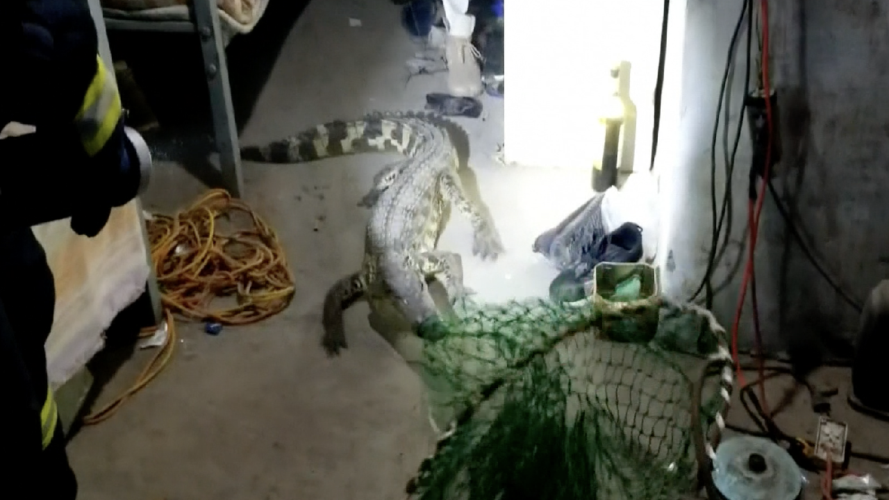 Escaped crocodile storms into worker's dorm in east China - CGTN