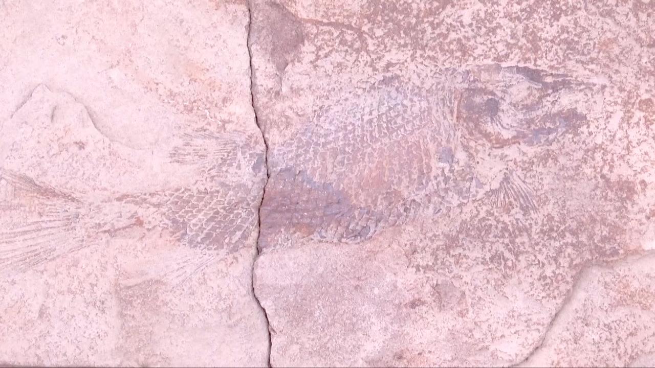 100-million-year-old fish fossil found in southwest China - CGTN