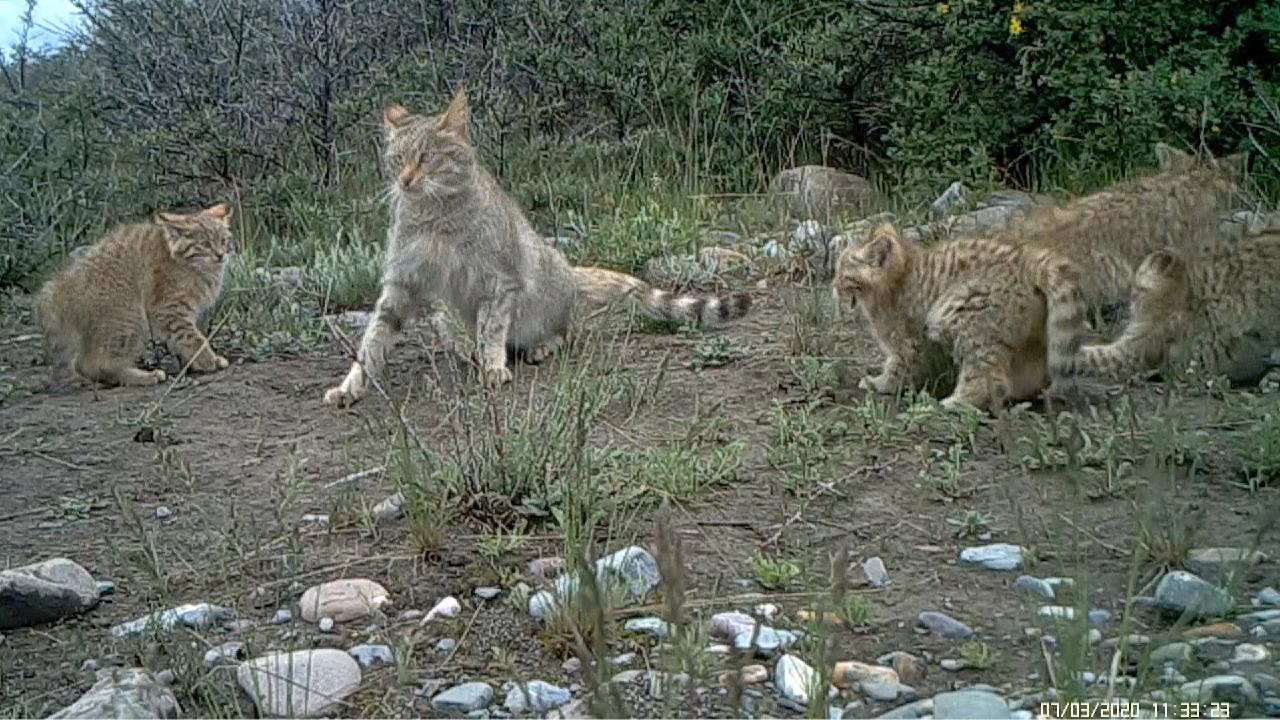 Rare video of Chinese desert cats captured in northwest China - CGTN