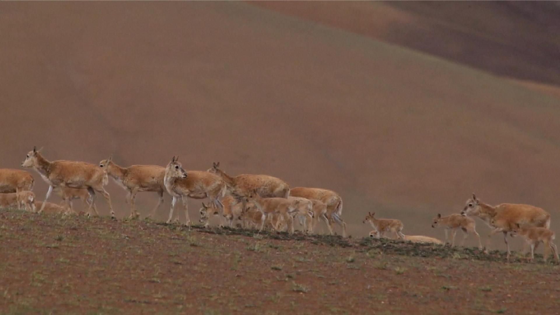 Over 60,000 Tibetan antelopes spotted in migration in southwest China ...