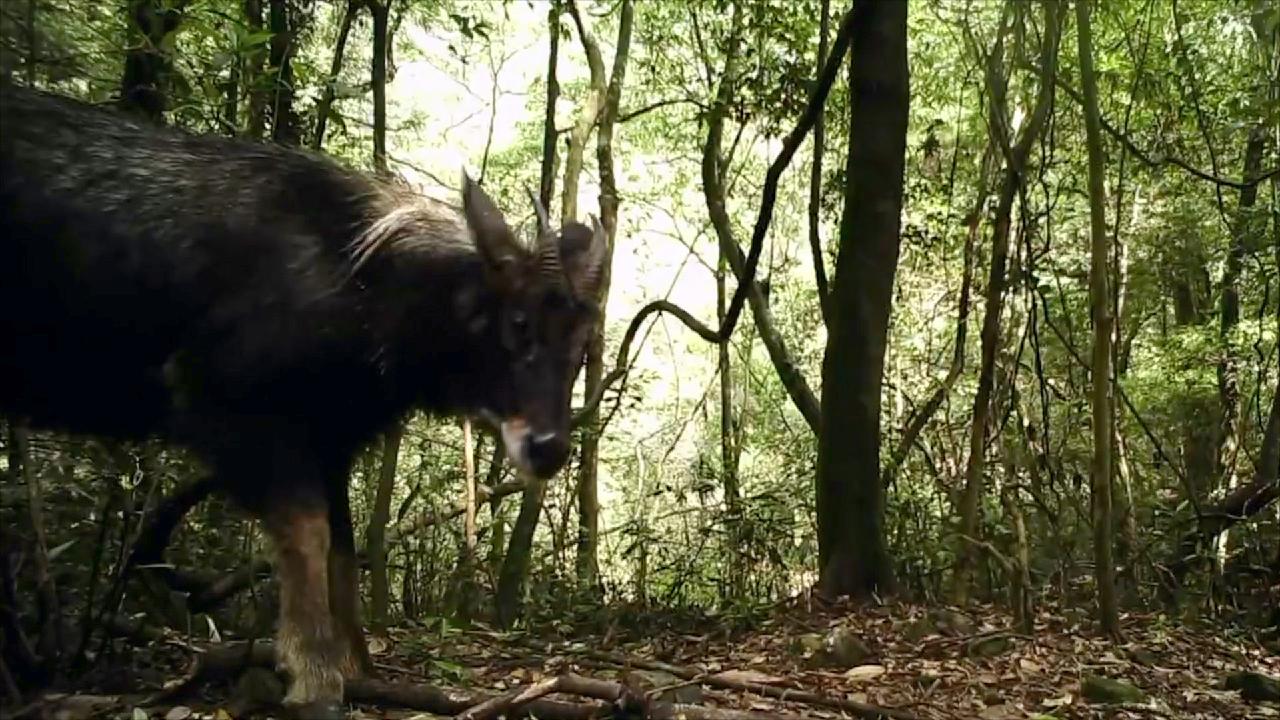 Sumatran serow photographed in south China - CGTN