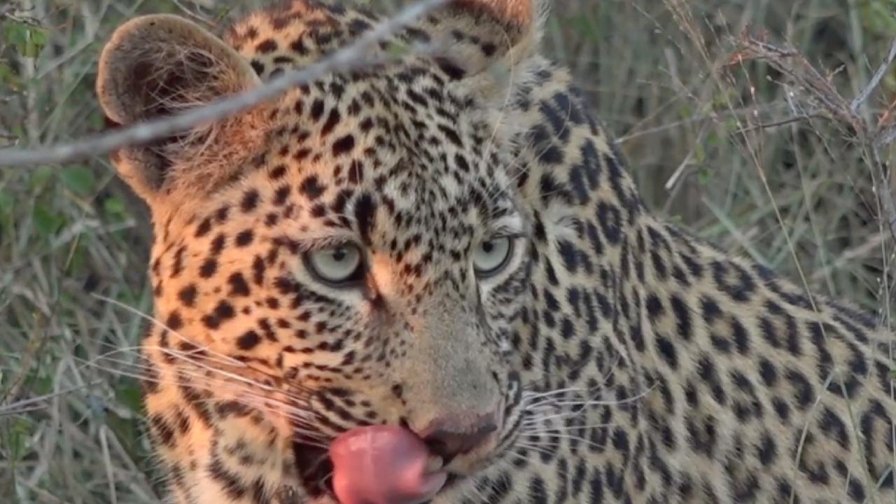Digital Safari: Nhlalamba the leopard princess - CGTN