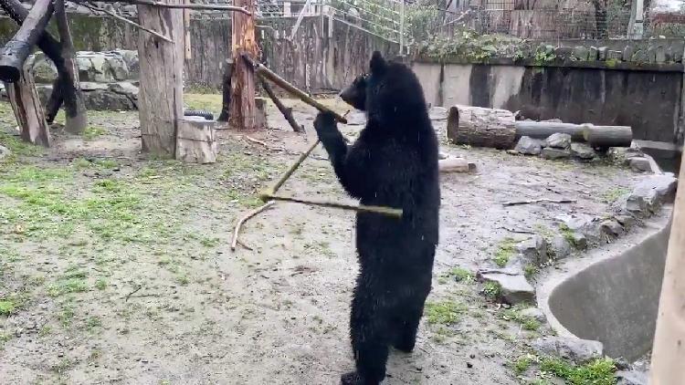 Behold, a bear with nunchucks skills! - CGTN