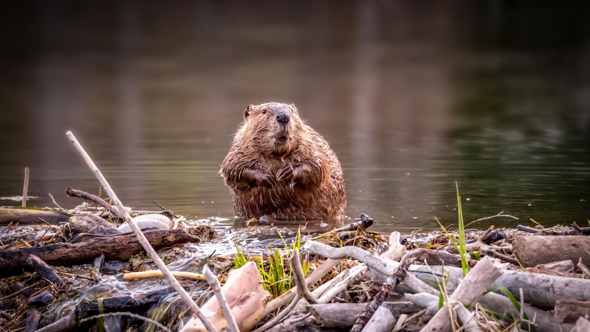 Rare beaver rescued in Xinjiang - CGTN