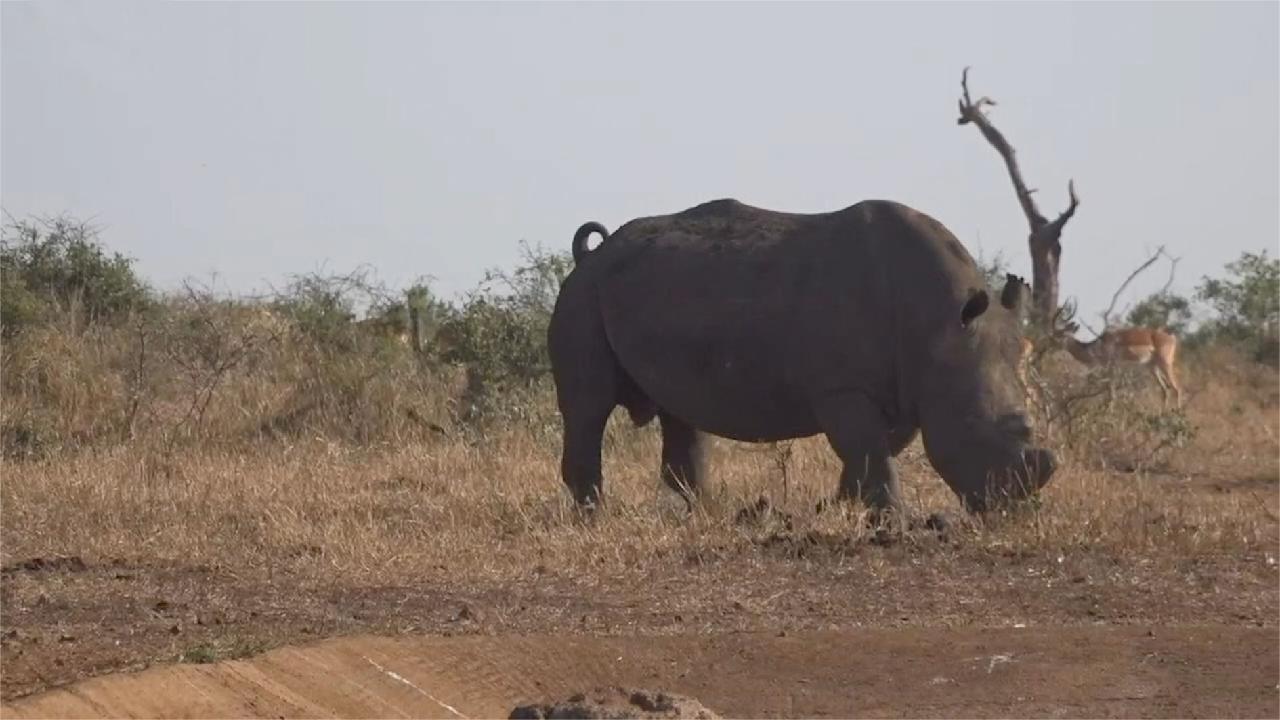 Ep. 8: 'Great Wildebeest Migration' highlights from live broadcast - CGTN