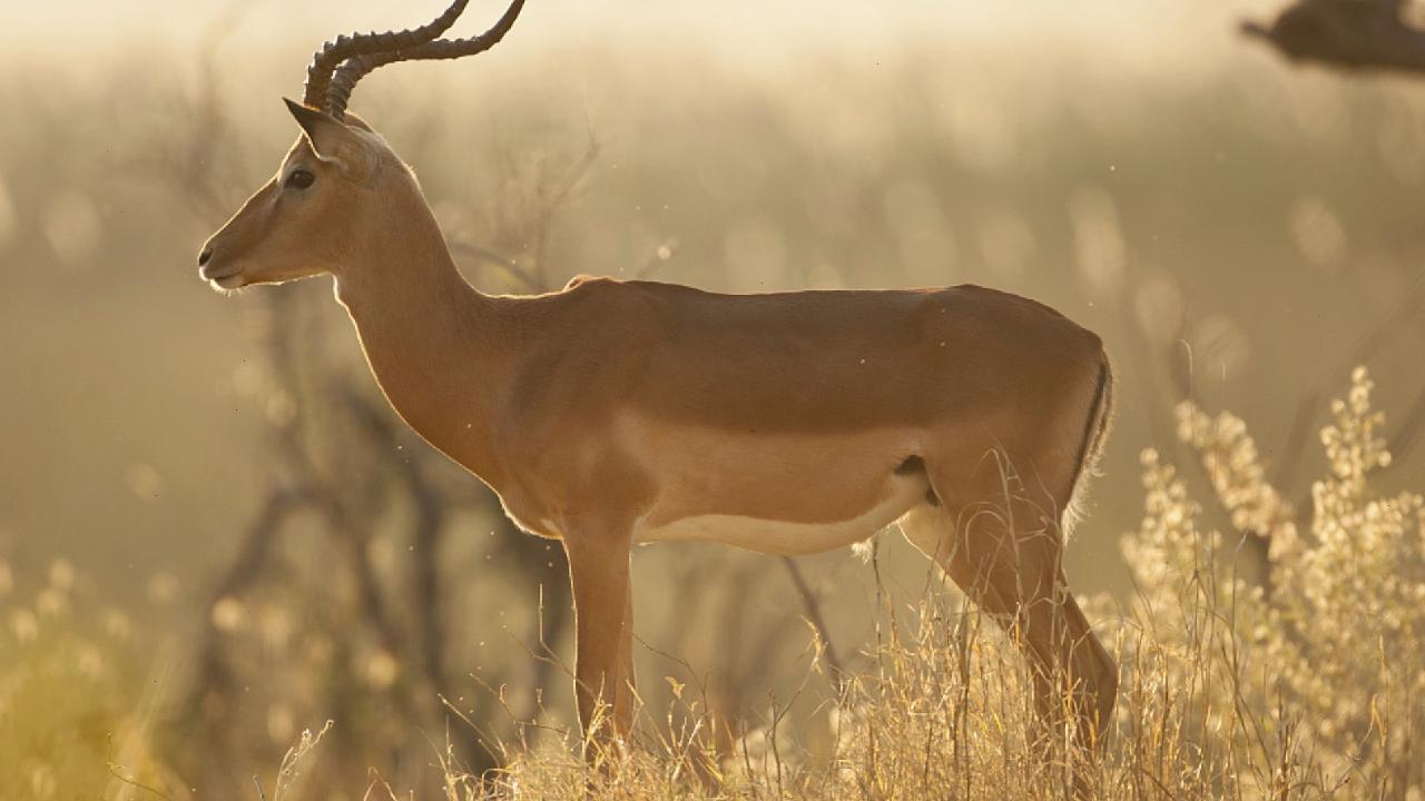Can impalas regrow their broken horns? - CGTN