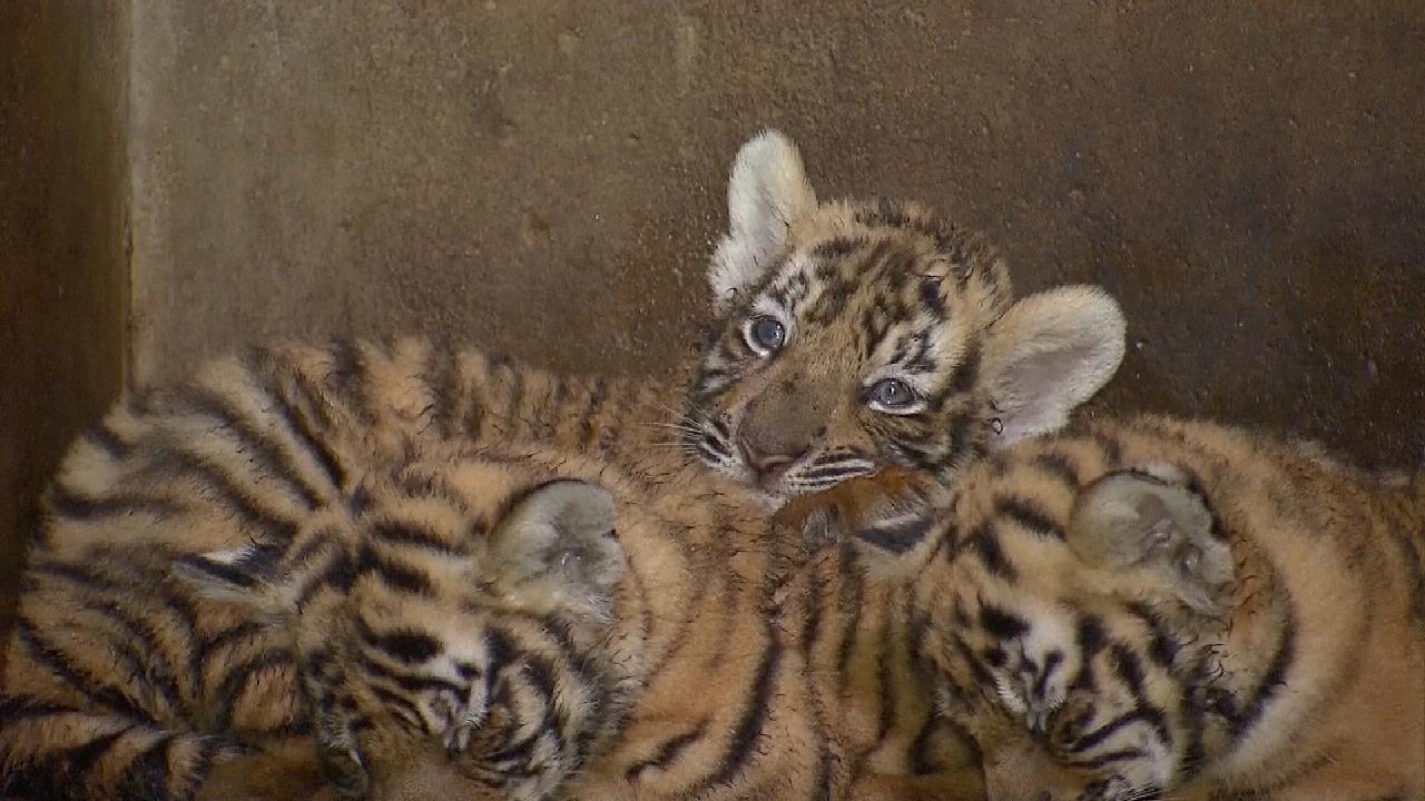 Shanghai Zoo solicits names for four tiger cubs - CGTN