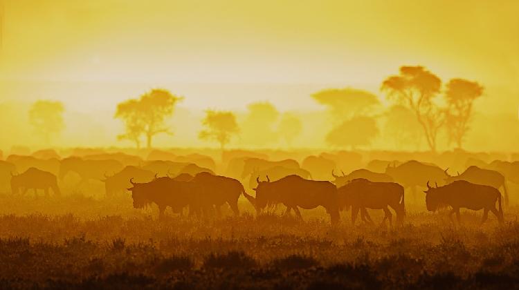 The Great Migration in August, September - CGTN