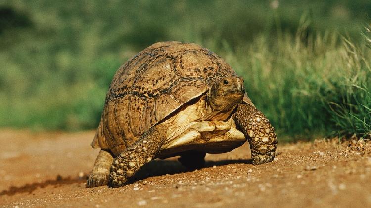 Unexpected catch: Leopard tortoise spotted in Ngala - CGTN